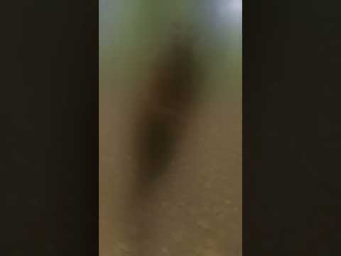Cryptid caught on trail cam! 😟 #Cryptid #TrailCam #Humanoid #Alien #Creature #Creepy #Scary 👉 #Ai 👈