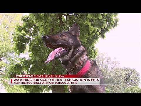 Watching for signs of heat exhaustion in pets