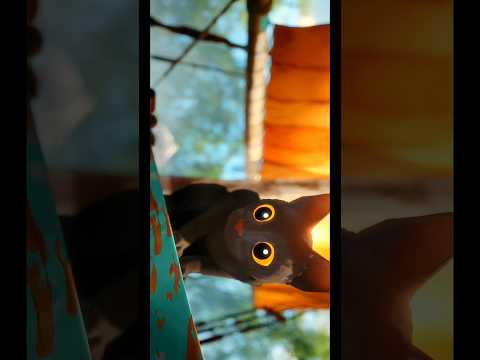 flow movie edit 🐈⬛🐾#flow #movie