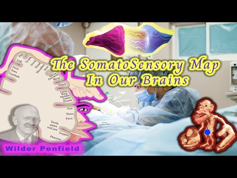 The Brain's Map Of The Body (the Homunculus)