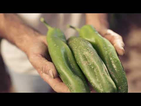 Why’s Everyone Talking About Hatch Chiles? | Kroger