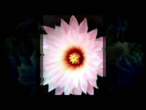 Types of flowers | By: flower-dictionary.com