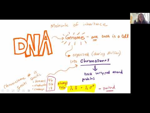 Bio 1010 Lect 8.1 Chromosomes and Sister Chromatids