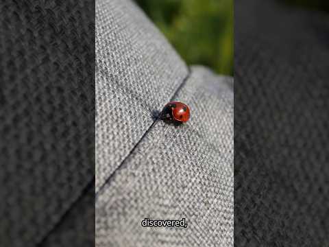 This beetle sees differently... | #science #sciencefacts #insects #biology