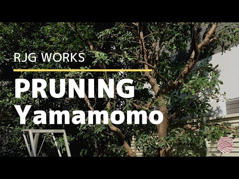 Pruning trees the Japanese Way - Tree pruning in a Japanese Garden (Yamamomo - Myrica rubra)