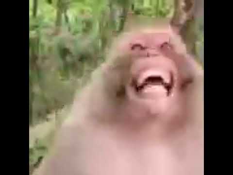 ugly monkey