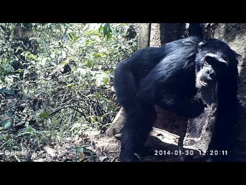 Which animals live in the rainforest?