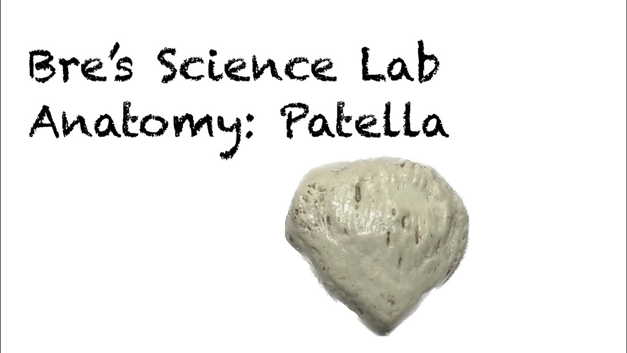 Patella (knee cap bone)