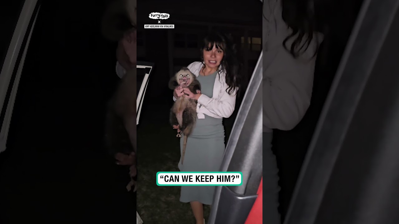 Would you let your girlfriend keep an Opossum 😂       🎥:  Amy Adelman via ViralHog
