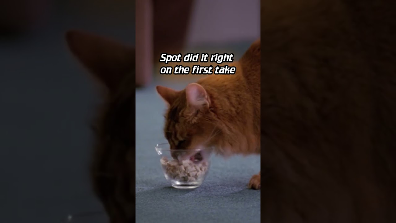 Brent Spiner - Data HATED Spot the Cat #startrek