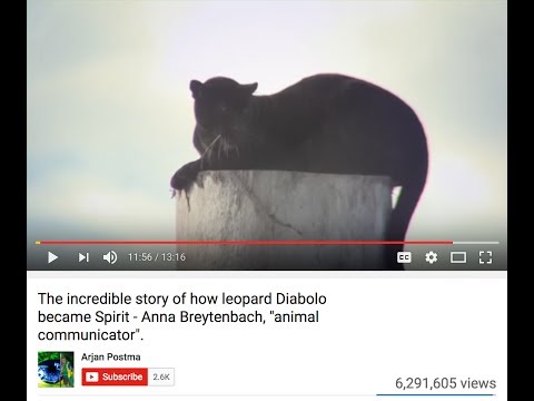 The incredible story of how leopard Diablo became Spirit