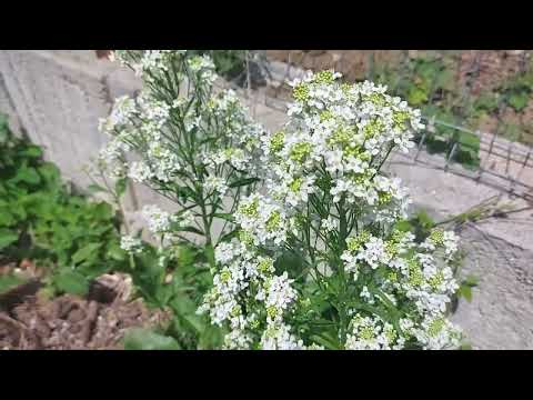 Flowering horseradish