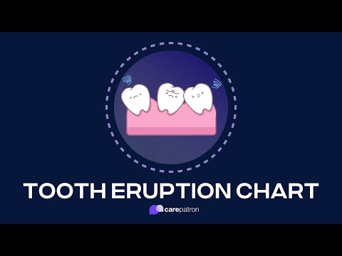 Tooth Eruption Chart