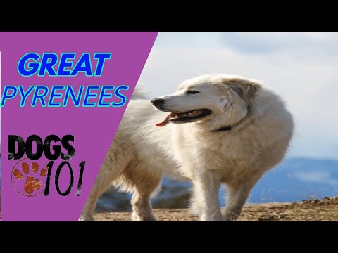Dog 101- Great Pyrenees