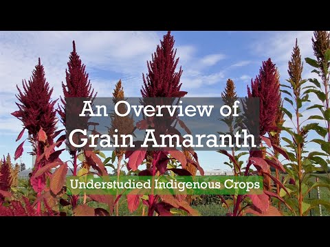 An Overview of Grain Amaranth | Understudied Indigenous Crops