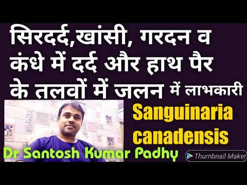 Sanguinaria canadensis uses || For Headache,cough, cervical spondylitis & burning soles and palms.