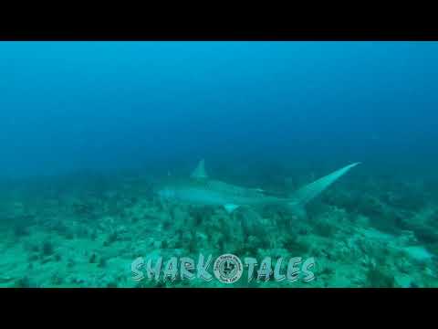 Rare Male Tiger Shark checks out Florida Diver