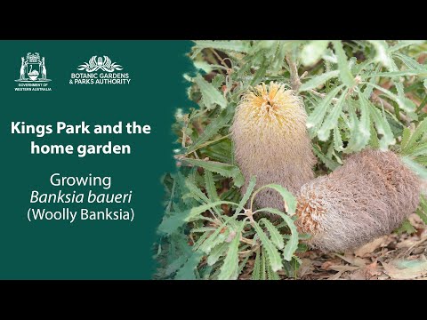 Kings Park in your garden: Banksia baueri