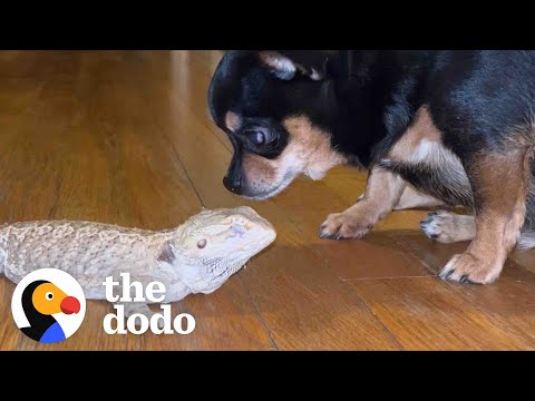 Dog Obsessed With Her Bearded Dragon Best Friend | The Dodo Odd Couples