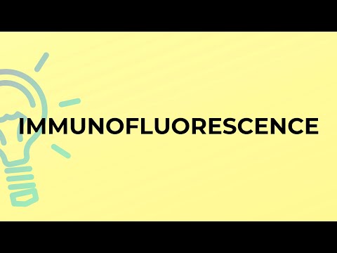 What is the meaning of the word IMMUNOFLUORESCENCE?