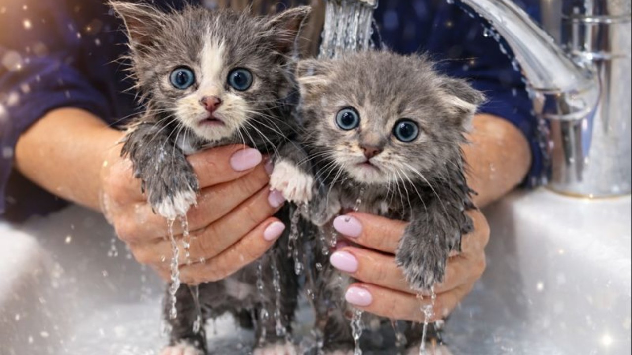 First Bath: Rescued Kittens’ Reaction Will Melt Your Heart