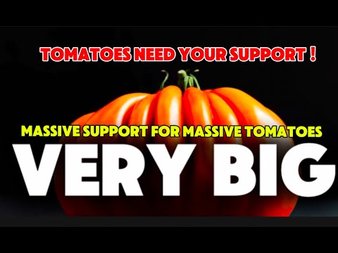 Stop Your Big Tomatoes from Breaking the Vine! Genius Support Help NO Damage, Must See Garden Hack !