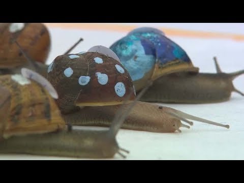 Ready, steady, slow! UK holds world snail racing championship