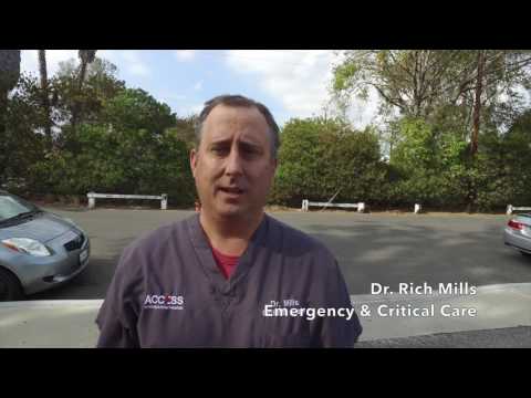 Pet Safety Tips for The Holidays from ACCESS Specialty Animal Hospitals