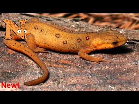 Animals start with N / Alphabet animals / N is for / abecedario en ingles / Alphabetimals for kids