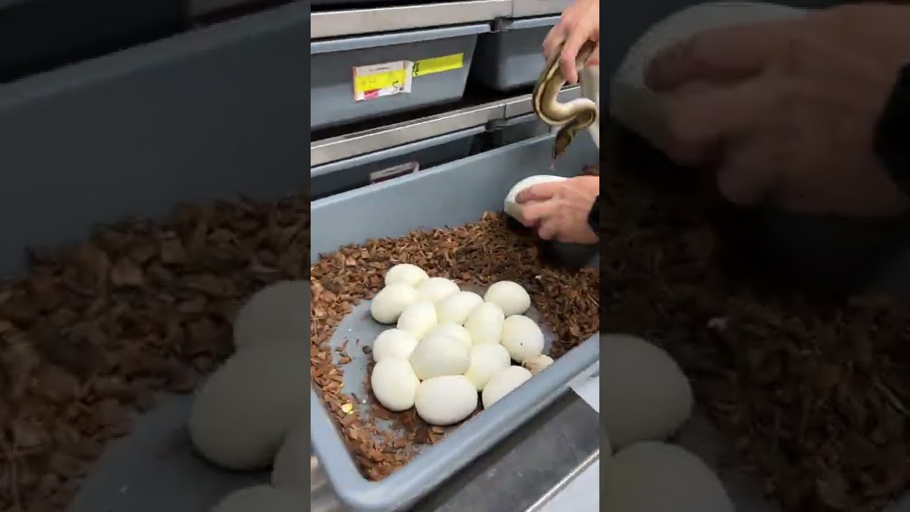 Can't Believe This HUGE Ball Python Clutch! 😱