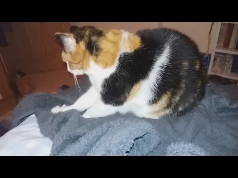 Cat Kneading A Blanket