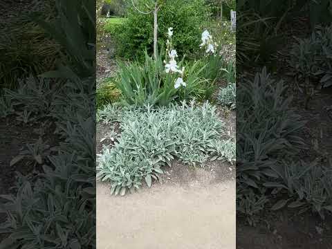 The Softest Plant! Lambs Ear is incredible and makes an awesome border plant. Low maint, low water!