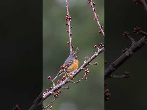 Varied Thrush 🐦⬛🎵🥰 #birds #wildlife