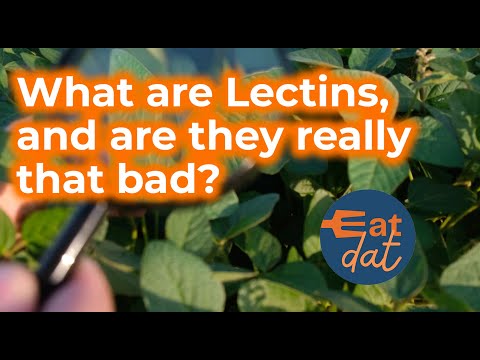 Are lectins bad for you? | Food Facts | Eat Dat