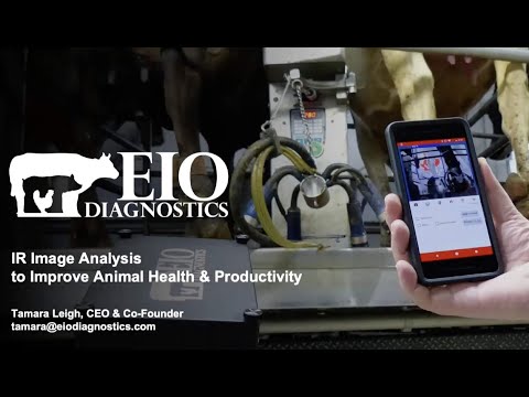 EIO Diagnostics: A New Solution for Udder Health in Dairy Cows