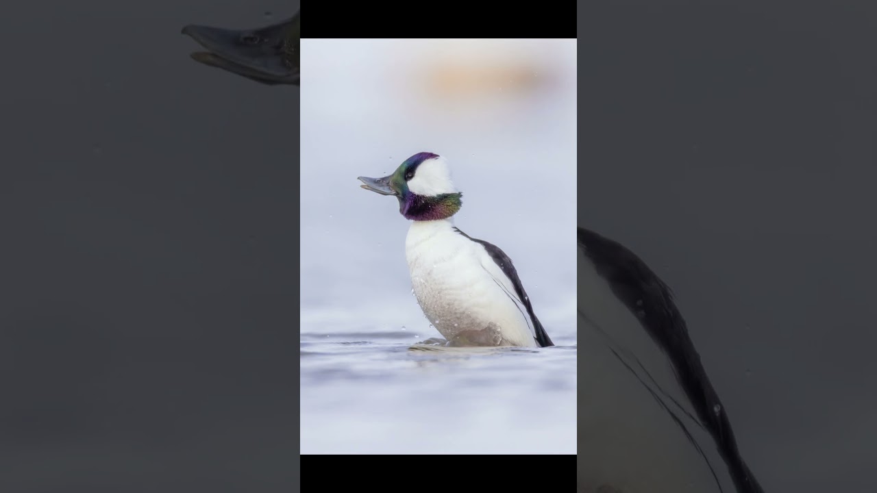 Photographing Buffleheads in the floating hide. #ducks #birds #wildlifephotography #nature #wildlife