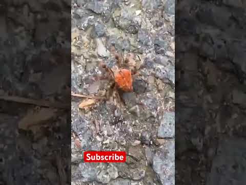 What is that? (Araneus diadematus) #spider #spiderman