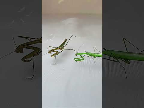 You Won't Believe 😅 What Happens When Two Praying Mantis Clash #funny #mantis #mantis