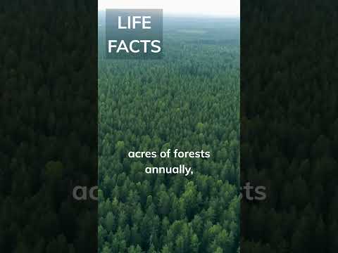 #237 One Minute, One Disaster: The Dire Reality of Our Vanishing Forests!