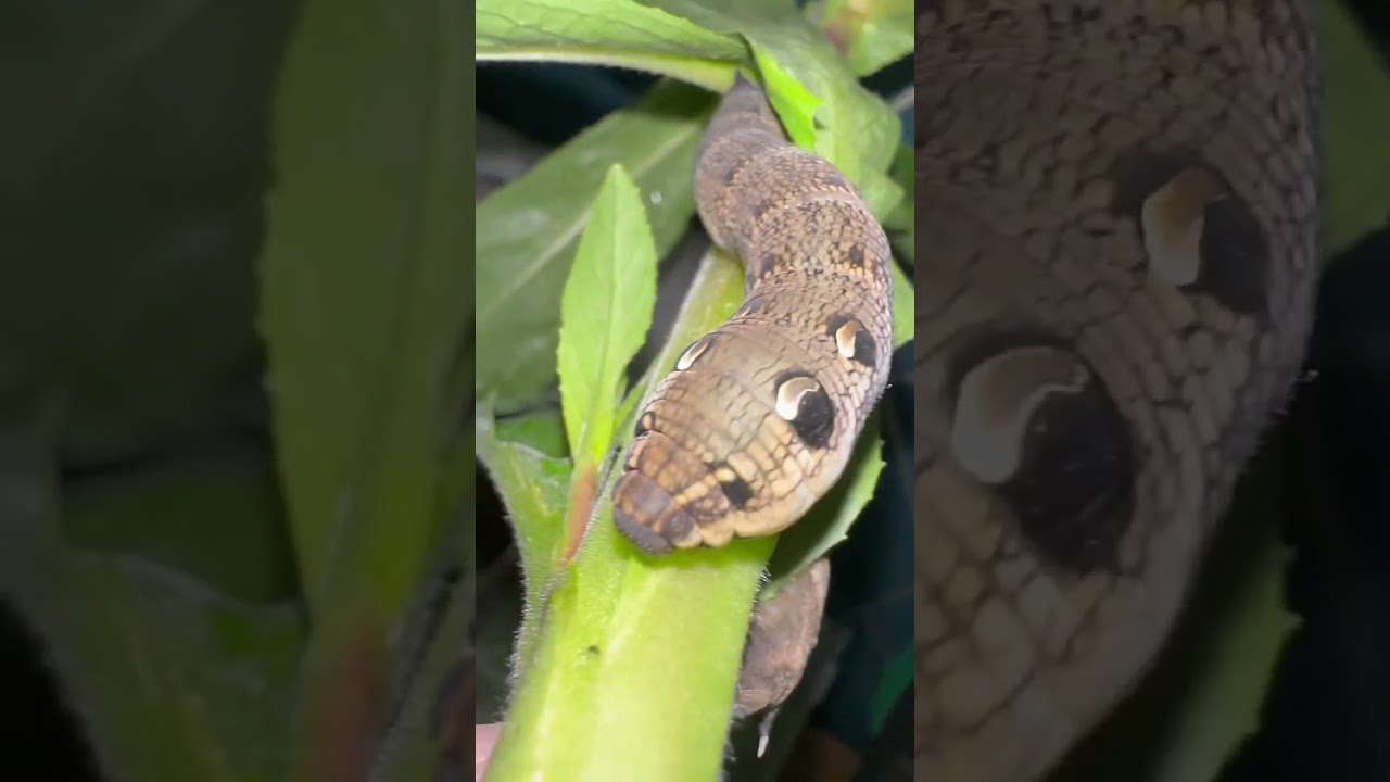 Elephant hawk moth huge caterpillar #moths #hawkmoth #moth #caterpillar