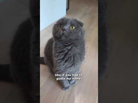 ๐น Any Guess on This Catโs Name?!