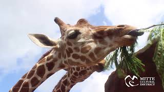 Viva Network, LLC Reviews and Clients | DesignRush