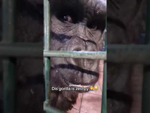 gorilla ayo #newmemes #funny #memes #goviral #viral #solsrng #aura #rng #Idjots