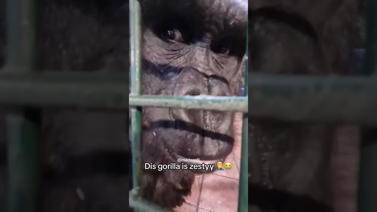 gorilla ayo #newmemes #funny #memes #goviral #viral #solsrng #aura #rng #Idjots