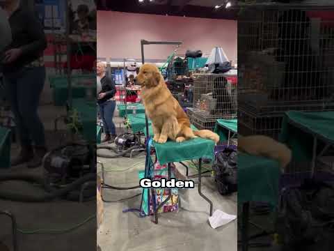 Labrador 🐕 vs Golden Retriever 🐶: Spot the Difference!