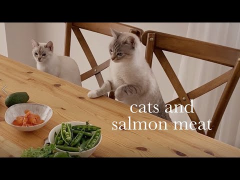 Cooking salad with my cats