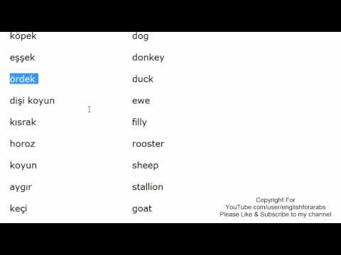 Animals names in Turkish part 2 - Turkish For Beginners Video Lecture ...