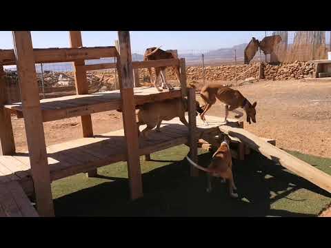 Dog play equipment for dog refuge