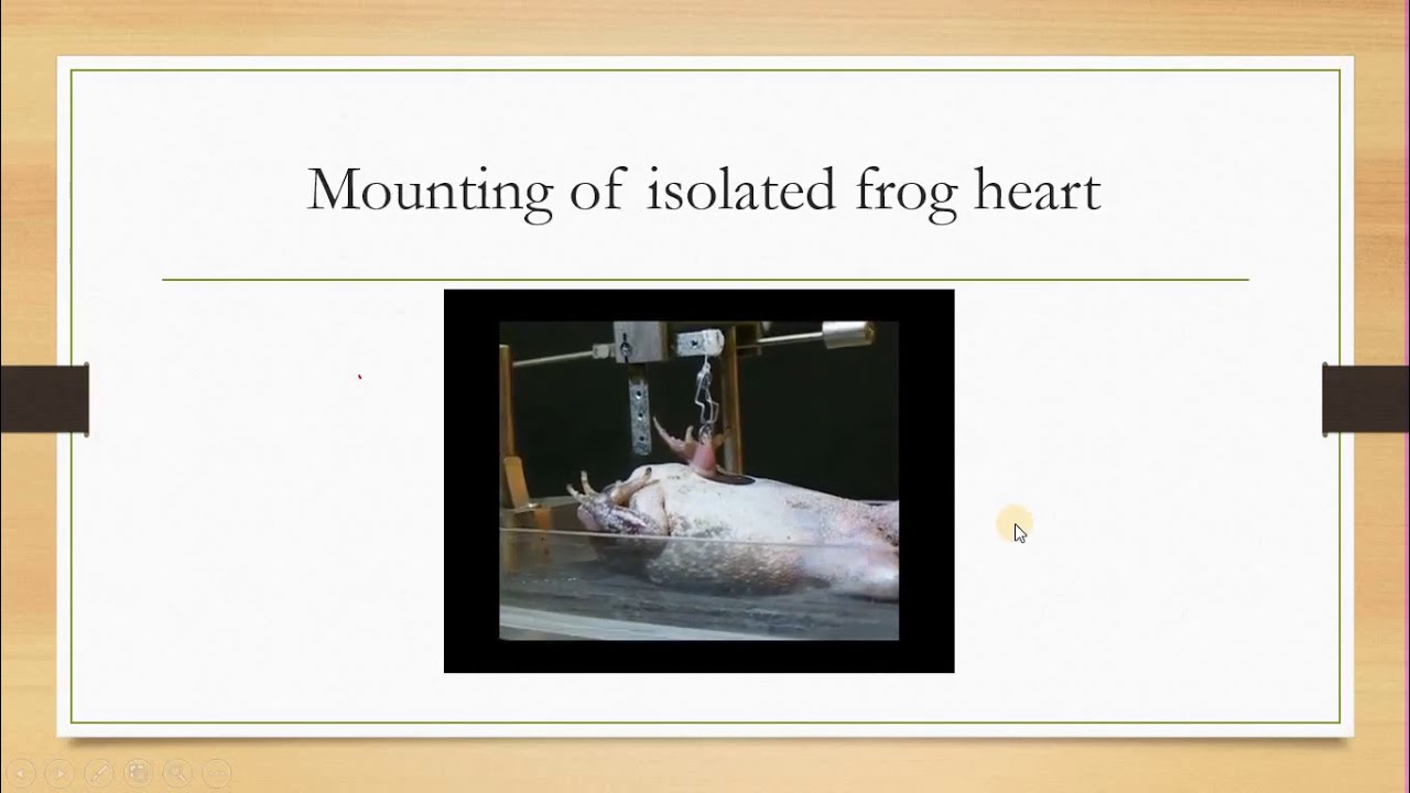 Exploring the Effects of Drugs on the Isolated Frog Heart | Galaxy.ai