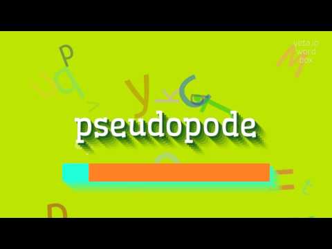 PSEUDOPODE - HOW TO PRONOUNCE PSEUDOPODE?